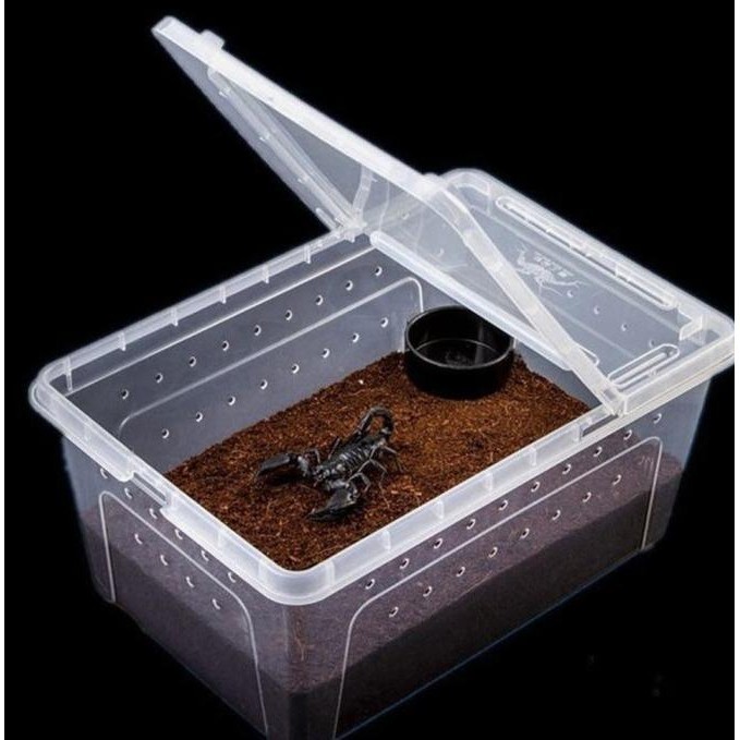 Jual Breeding Box Reptile Box Kandang Tarantula Enclosure Feeding Nomoy ...