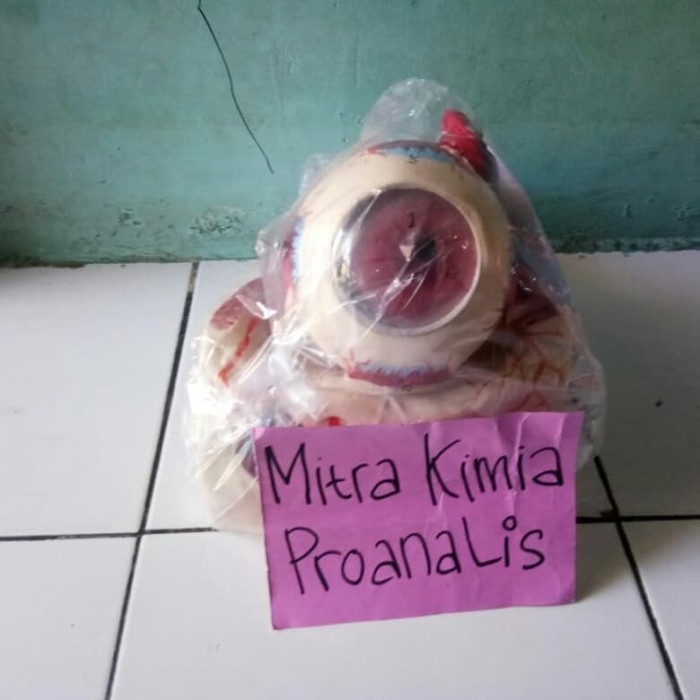Jual TORSO MATA model mata alat peraga biologi torso mata | Shopee ...