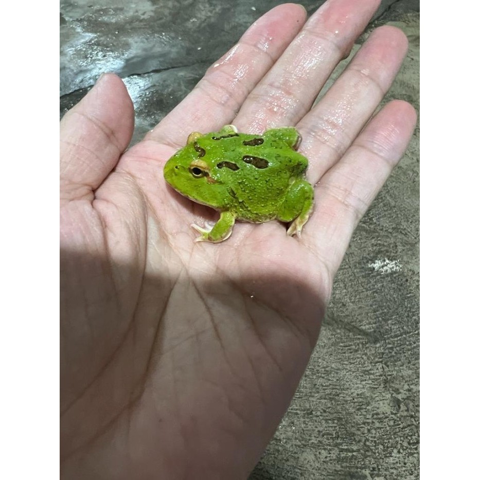Jual Pacman frog kodok pacman green 4 spot | Shopee Indonesia