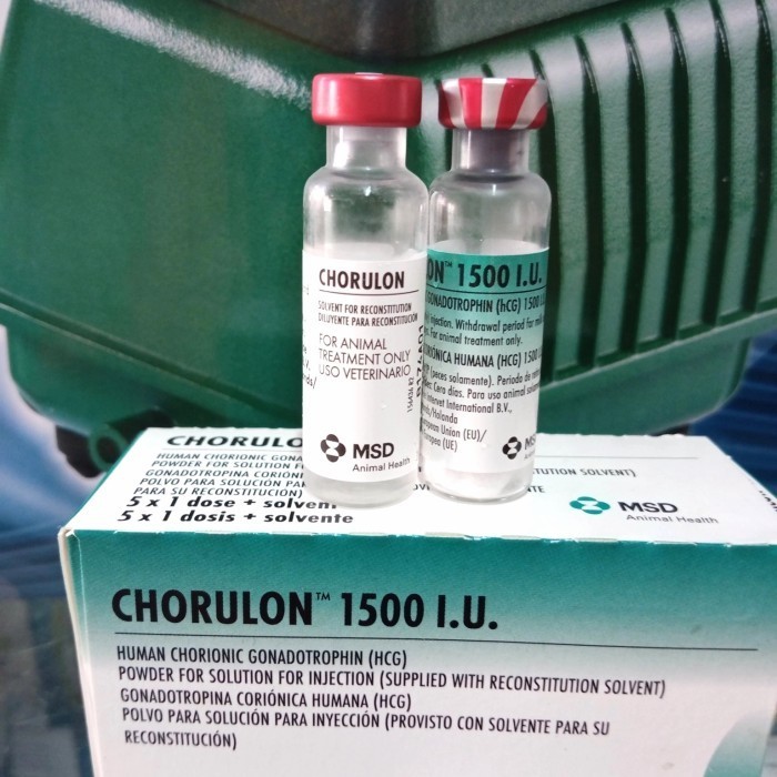 Jual HORMON IKAN CHORULON HCG 5000IU (1 PASANG) | Shopee Indonesia