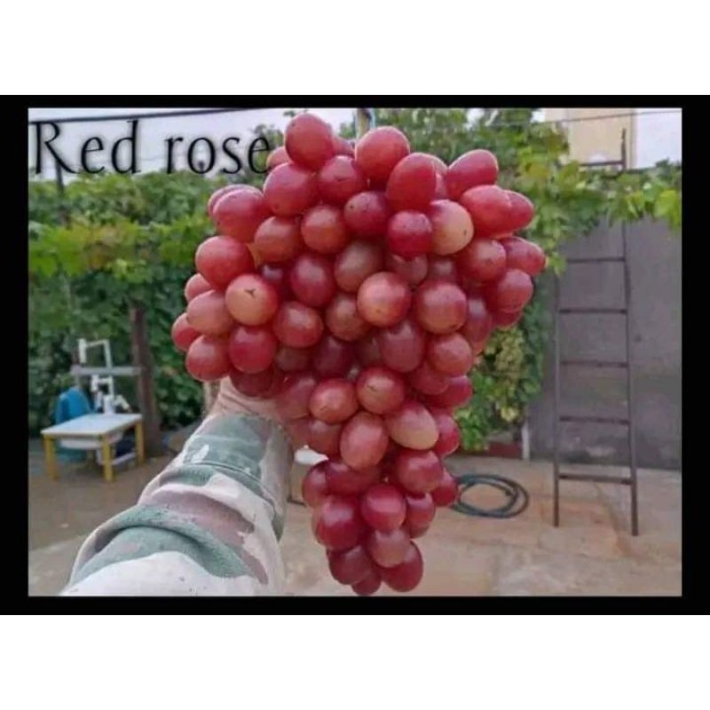Jual Bibit anggur Red Rose ( aroma wangi ) | Shopee Indonesia