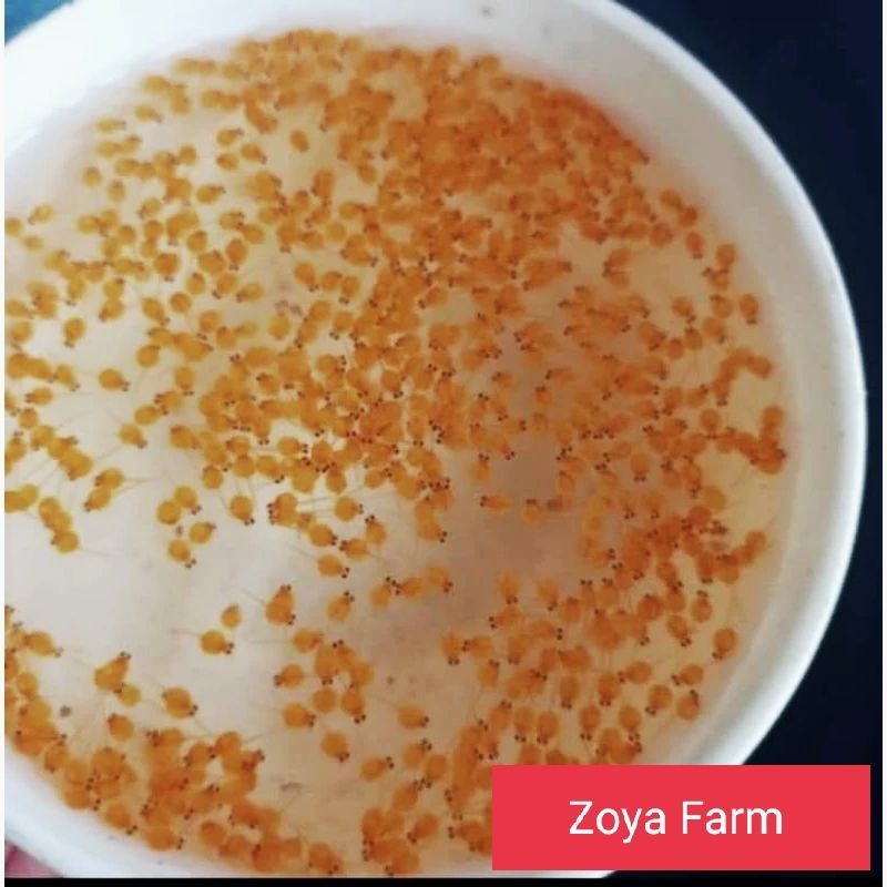 Jual Telur Larva Gurame Soang Paket 1500 | Shopee Indonesia