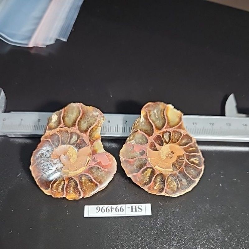 Jual AMMONITE MADAGASCAR PAIR BATU ALAM ASLI | Shopee Indonesia