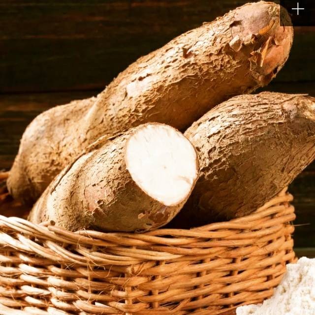 Jual Seed Center Stek Bibit Tanaman Singkong (4 Batang) | Shopee Indonesia