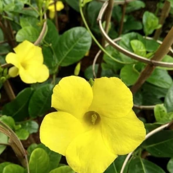 Jual Pohon Alamanda Bunga Kuning -Tanaman Hias Rambat Bunga Alamanda ...