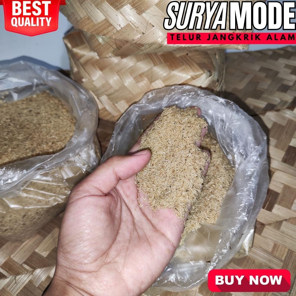 Jual Tj Telur Jangkrik Alam Sliring Bandung Bck758 | Shopee Indonesia