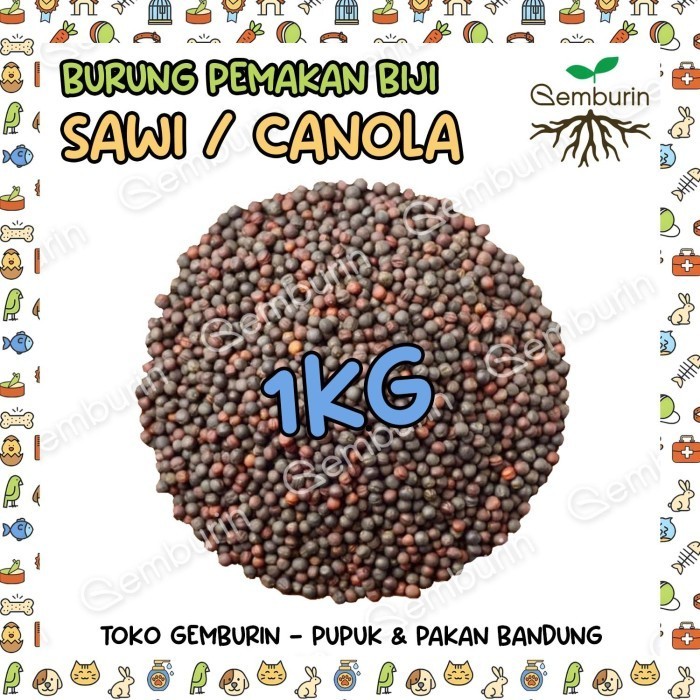 Jual Biji Sawi 1 Kg REPACK Pakan Burung Biji Sawi Bersih Kenari Finch ...