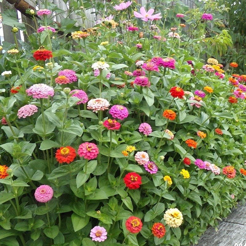 Jual Bibit Benih Bunga Zinnia Anggun Ungu Mix (10 Butir) | Shopee Indonesia