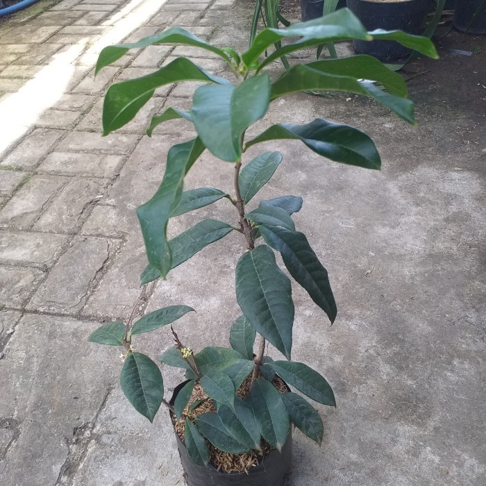 Jual Tanaman Hias Bunga Sweet Olive(Osmanthus Fragrans) | Shopee Indonesia