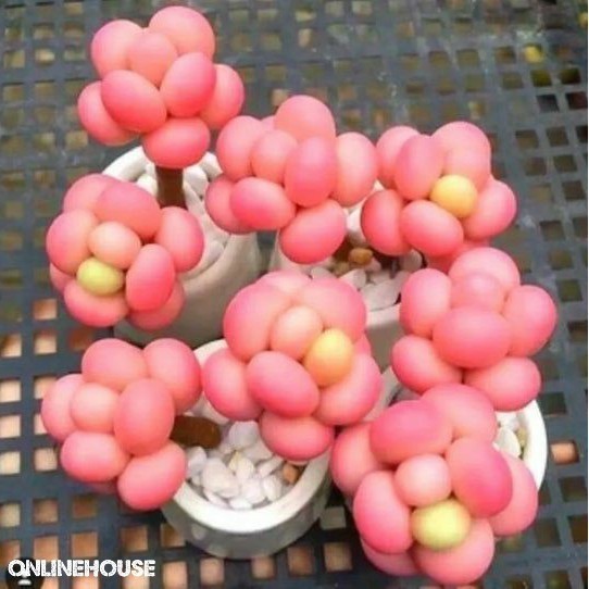 Jual BENIH BIBIT BIJI SUKULEN SUCCULENT PINK KUNING | Shopee Indonesia
