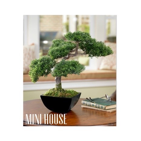 Jual BIJI BIBIT BENIH BONSAI PINUS THUNBERGII | Shopee Indonesia