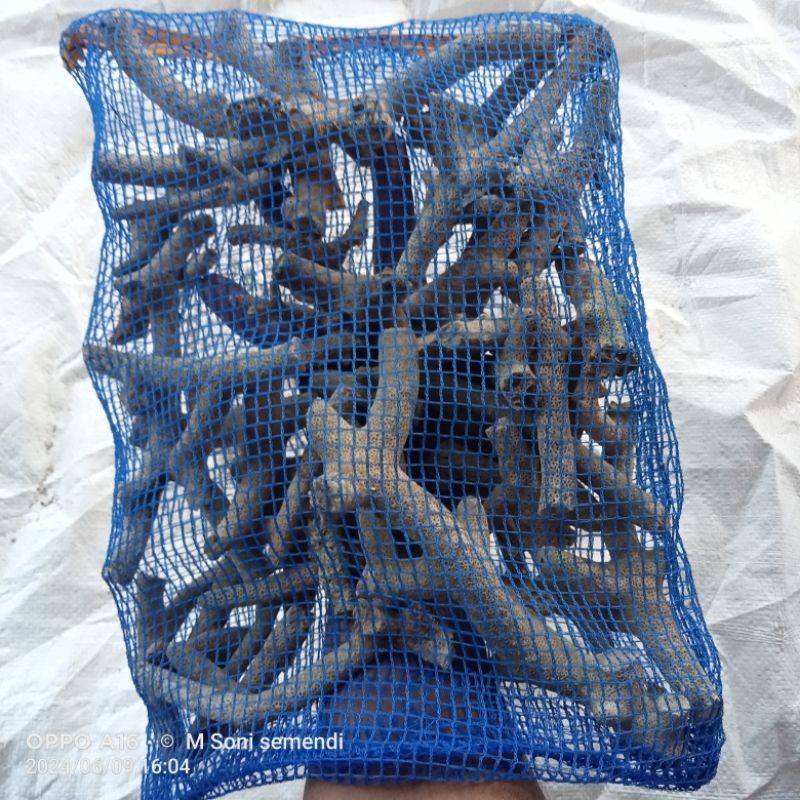 Jual Karang Jahe 1kg Kemasan Kantong Waring Filter Rumah Bakteri ...