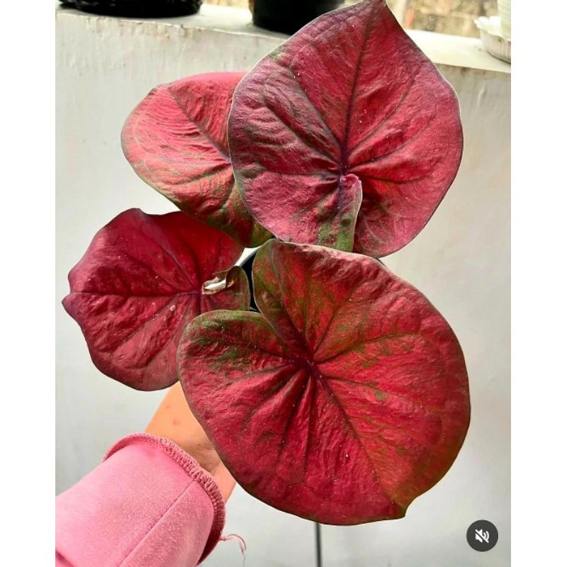 Jual Tanaman Hias Keladi Hybrid Kurusetra Bunga Hias Keladi Caladium ...