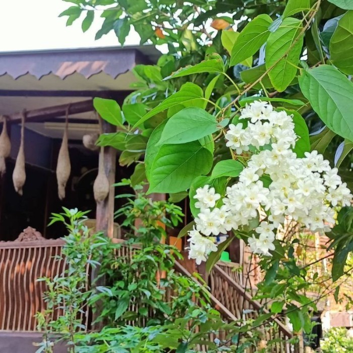 Jual Tanaman Bunga Porana Volubilis / Makanan Lebah Klanceng Trigona ...