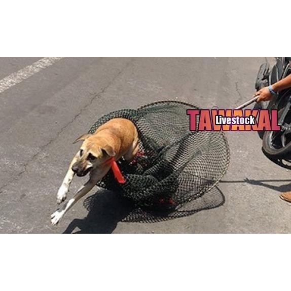 Jual Jaring Tangkap Anjing/Kucing/Luwak/Musang/Jaring Perangkap Ayam ...