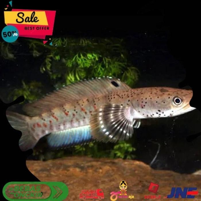 Jual IKAN HIAS CHANNA BLUE PULCHRA SNAKEHEAD UKURAN -+ 10 CM ALISUP ...