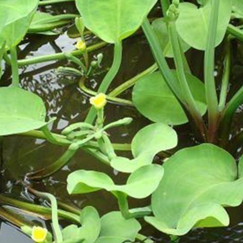 Jual SALE!! 100 BIJI - BENIH BIBIT DAUN GENJER GENDOT SAWAH SAYURAN ...