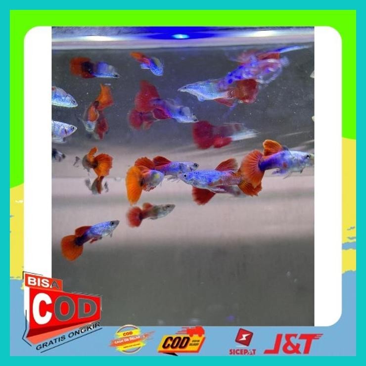 Jual IKAN HIAS GUPPY PRTDE PLATINUM RED TAIL DUMBO EAR / GUPI PRTDE ALISUP | Shopee Indonesia