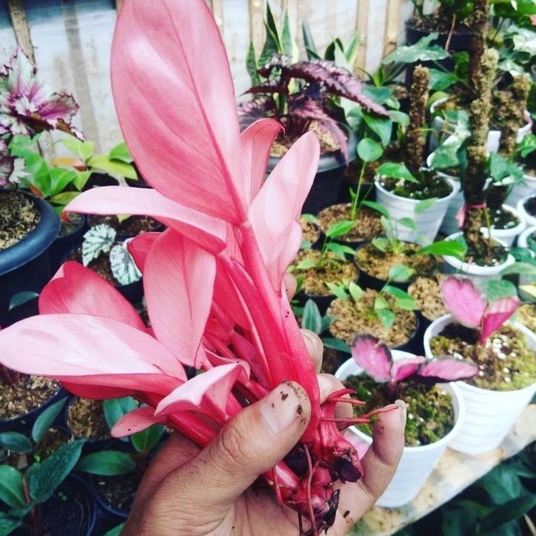Jual Philo Congo Pink Praktis | Anakan Philo Congo Pink Murah Promo ...