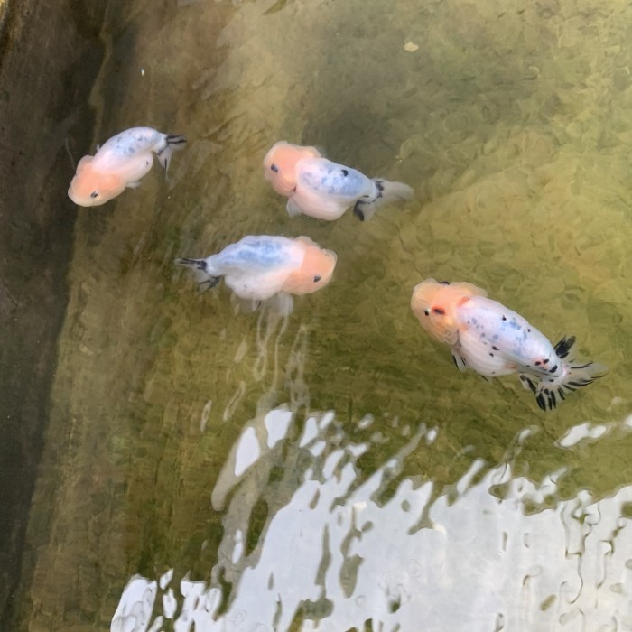 Jual IKAN SAPI AIR COW MAS KOKI GOLDFISH | Shopee Indonesia