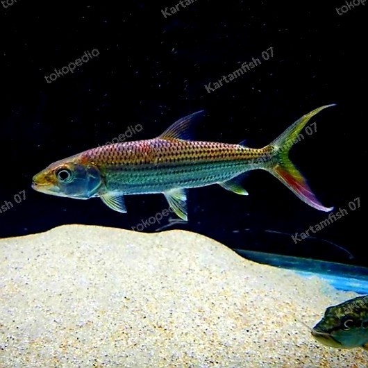 Jual Vittatus Tiger Fish | Shopee Indonesia