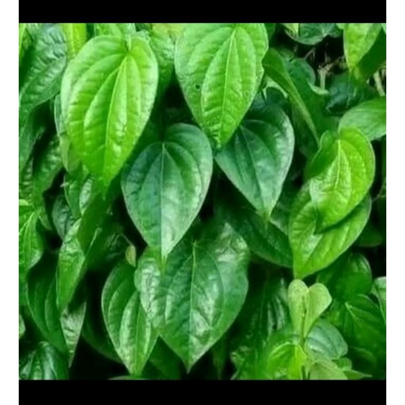 Jual jual daun sirih obat herbal buat area kemaluan wanita/250g ...