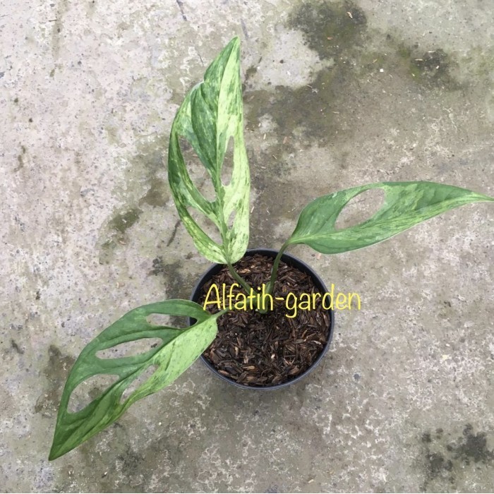 Jual Monstera Adansonii Variegata (Janda Bolong Varigata Lokal ...