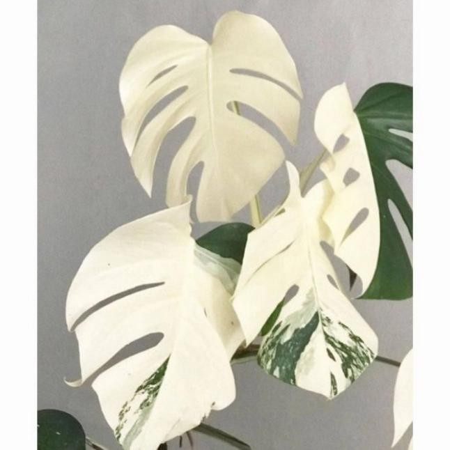 Jual Tanaman Hias Monstera Albino Putih Variegata Bonggol/Ranting ...