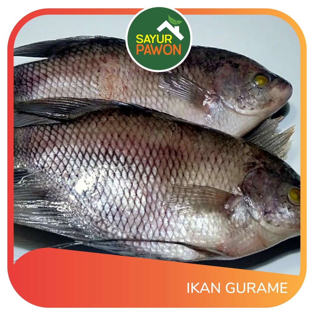 Jual IKAN GURAMI SEGAR per 1 kg | Shopee Indonesia