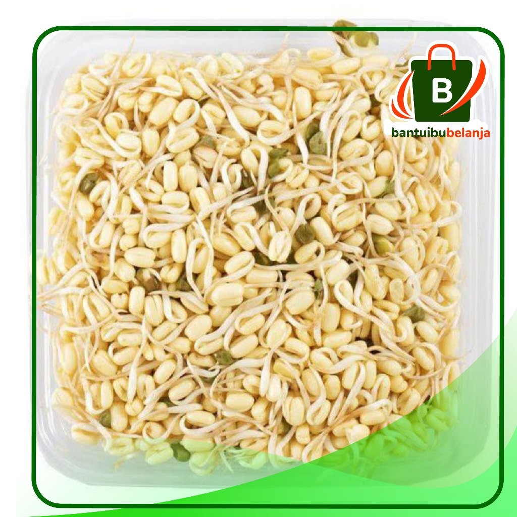 Jual TAUGE / TOGE / KECAMBAH PENDEK per 250 gram | Shopee Indonesia