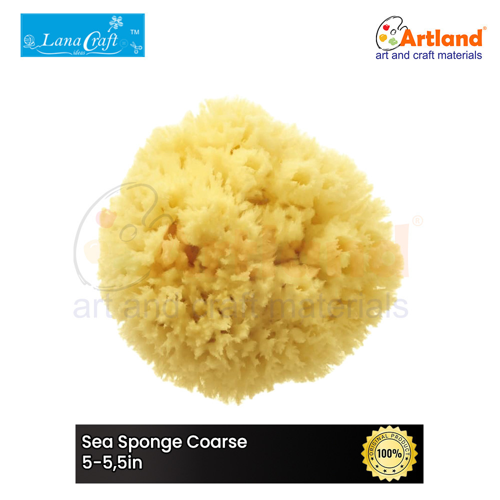 Jual Sea Sponge Coarse 5-5,5in - Spons Laut Kasar 5-5,5in C555 | Shopee ...