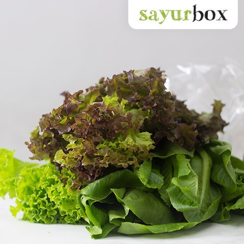 Jual Trio Lettuce Hidroponik Hidroponik 250 gram Sayurbox | Shopee ...