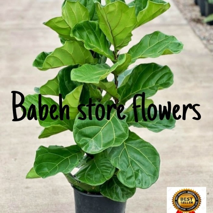 Jual KETAPANG BIOLA CANTIK/FIDDLE LEAF/FICUS LYRATA | Shopee Indonesia
