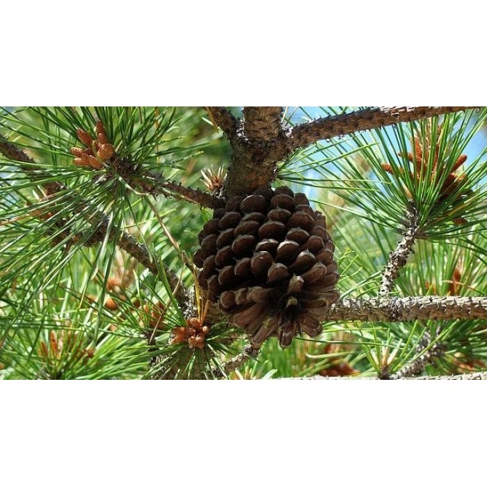 Jual BIBIT POHON PINUS MERKUSII/TANAMAN PINUS/MERKUSI/GETAH PINUS ...
