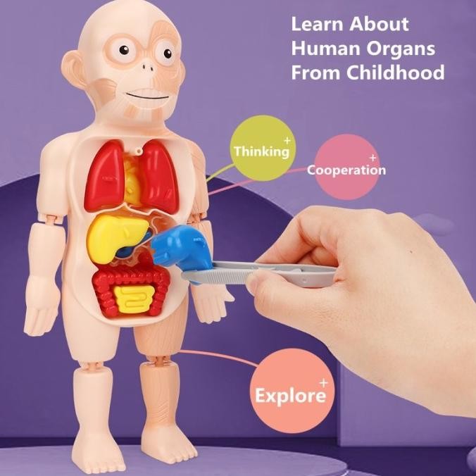 Jual It34 Mainan Edukasi Anak 3D Human Body Model / Peraga Organ Tubuh Manusia Terlaris | Shopee ...