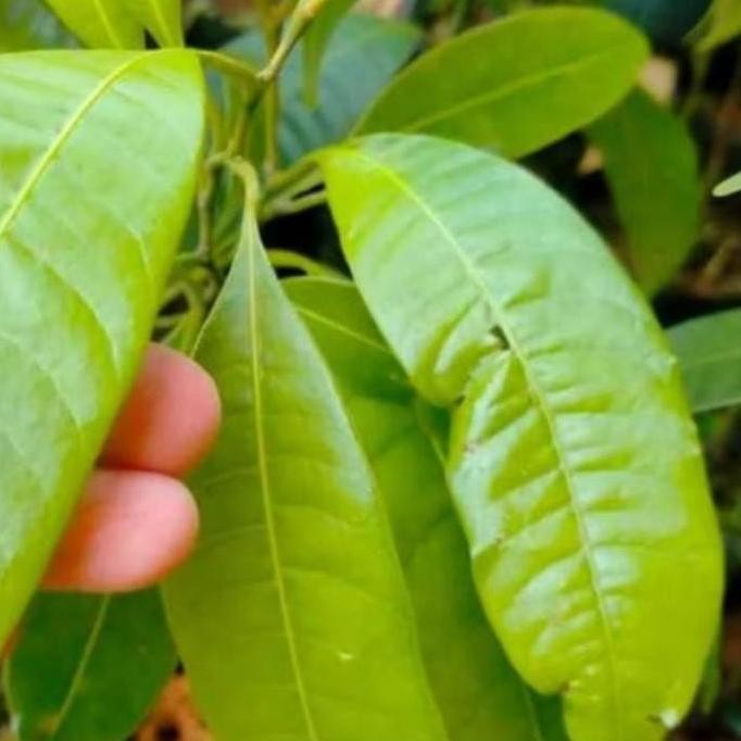Jual New Bibit Tanaman Buah Gandaria - Tanaman Langka - Harga Murah Original | Shopee Indonesia