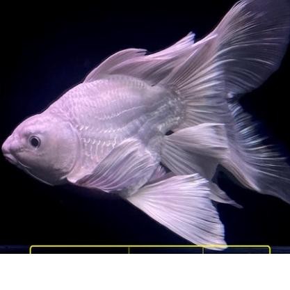 Jual Ikan Hias Butterfly Koi SB Platinum Import huidelong 6-9 cm Ikan ...