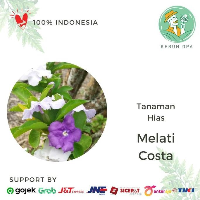 Jual BIBIT TANAMAN BUNGA MELATI COSTA NGI LIVENTONI MANACA UNGU HARUM ...