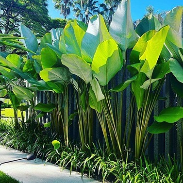 Jual Tanaman Hias Calathea lutea Pisang-pisangan Tinggi 60-150 cm ...