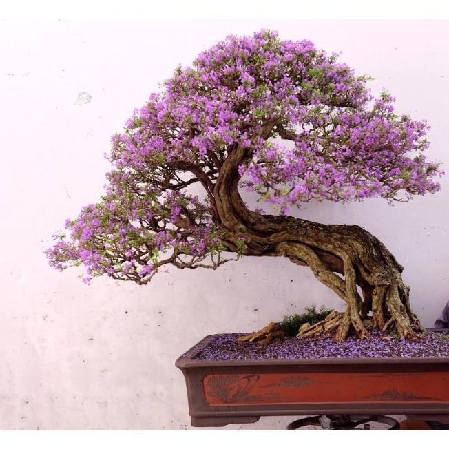 Jual Biji Benih Tanaman Bunga Jacaranda Ungu Mimosifolia Tree 20 Biji ...