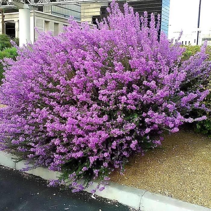 Jual Bibit Tanaman Ijo Perak Bunga Ungu Texas Sage Leucophyllum ...