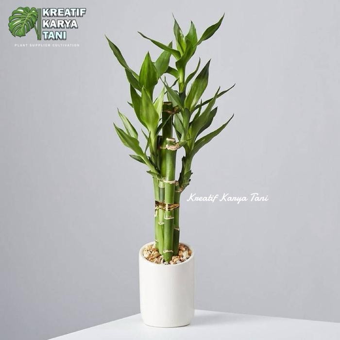 Jual Bambu Hoki Lucky Bamboo Tanaman Yang Bisa Hidup Di Air - Lucky ...