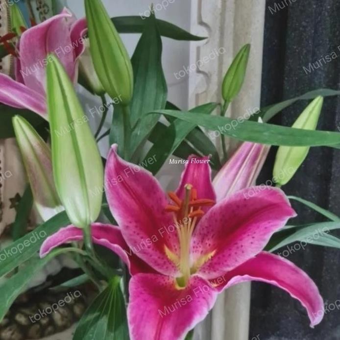 Jual Bunga Lily asli segar per tangkai ( isi 3 - 4 kuntum ) | Shopee ...