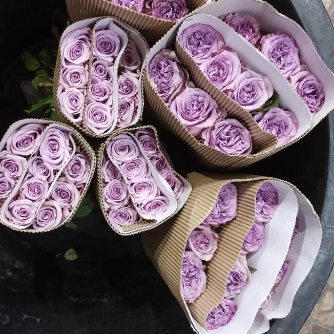 Jual bunga mawar ungu or dolcetto bunga tangkai | Shopee Indonesia