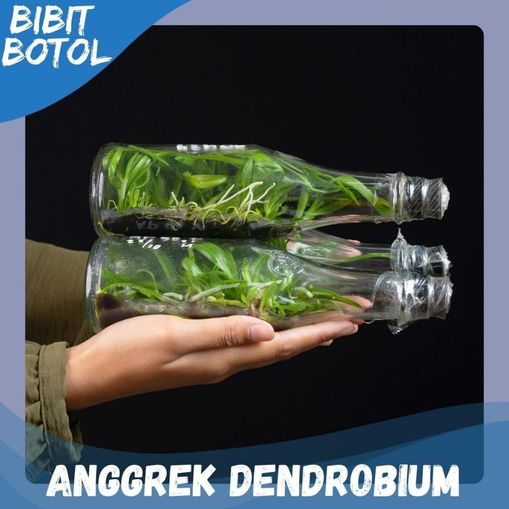 Jual benih botol anggrek berbagai genus MURAH | Shopee Indonesia