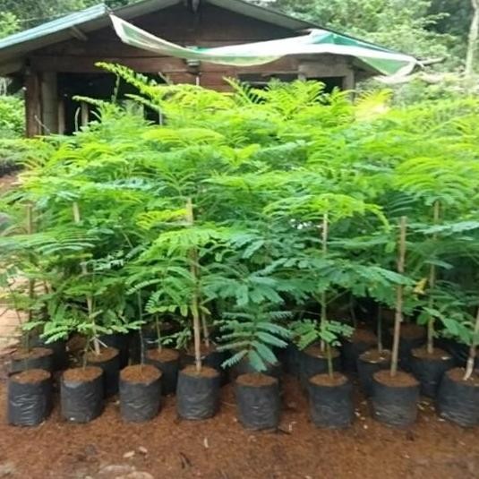Jual pohon pakis Brazil/ solobium brazil tinggi 50 cm | Shopee Indonesia
