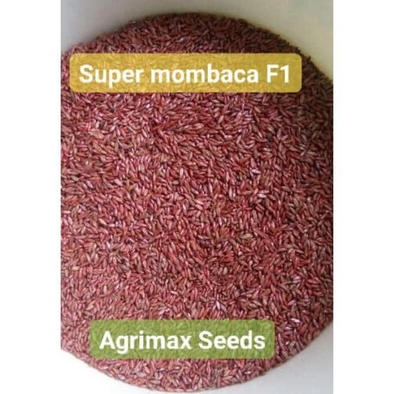 Jual Benih Rumput Super Mombaca F1 Ghine 2000 Biji Urban Farming ...