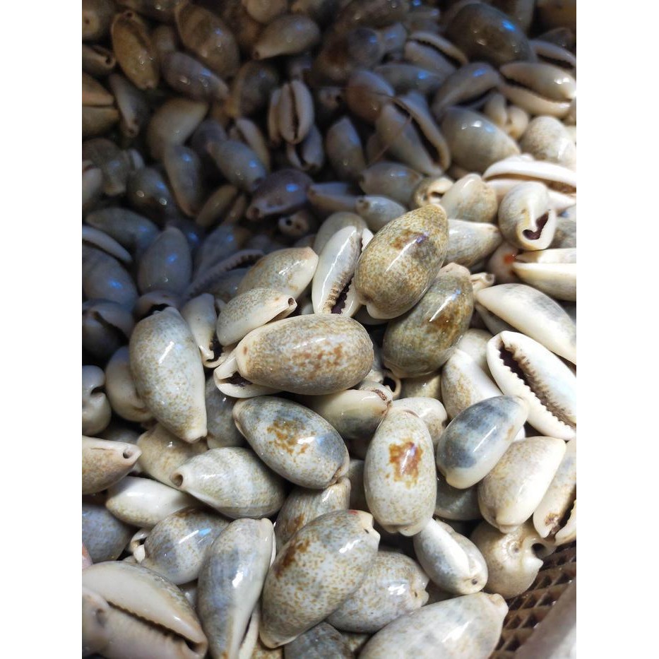 Jual aneka kerang laut - cangkang kerang kuwuk - permainan dakon ...