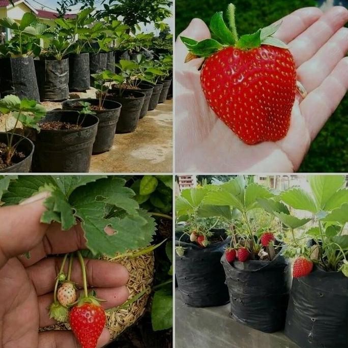 Jual PREMIUM Jenis tanaman Bibit buah stoberi jumbo strowberi AA66 ...