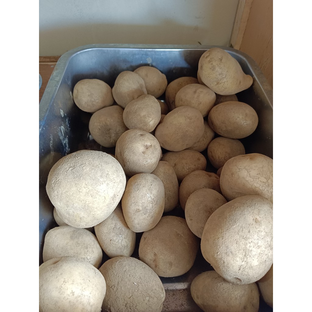 Jual Kentang Besar Segar 500 gr | Shopee Indonesia
